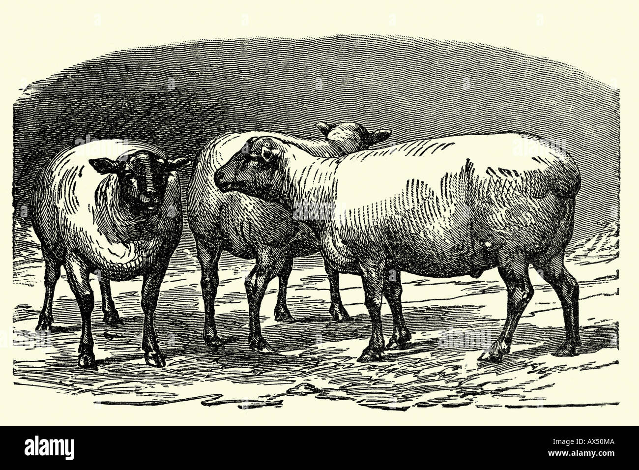 Lithograph of lamb hi-res stock photography and images - Alamy