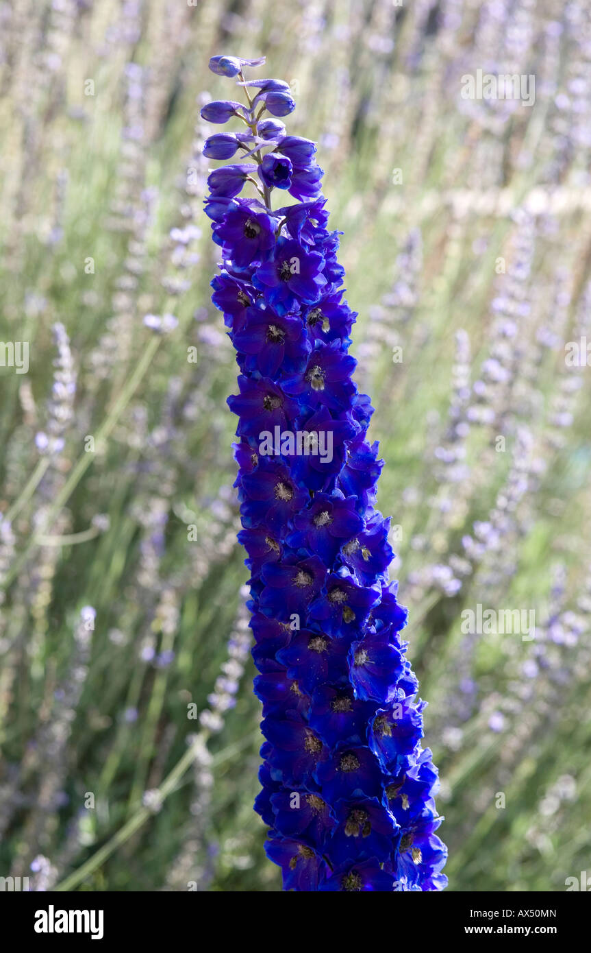 Delphinium lavender hi-res stock photography and images - Alamy