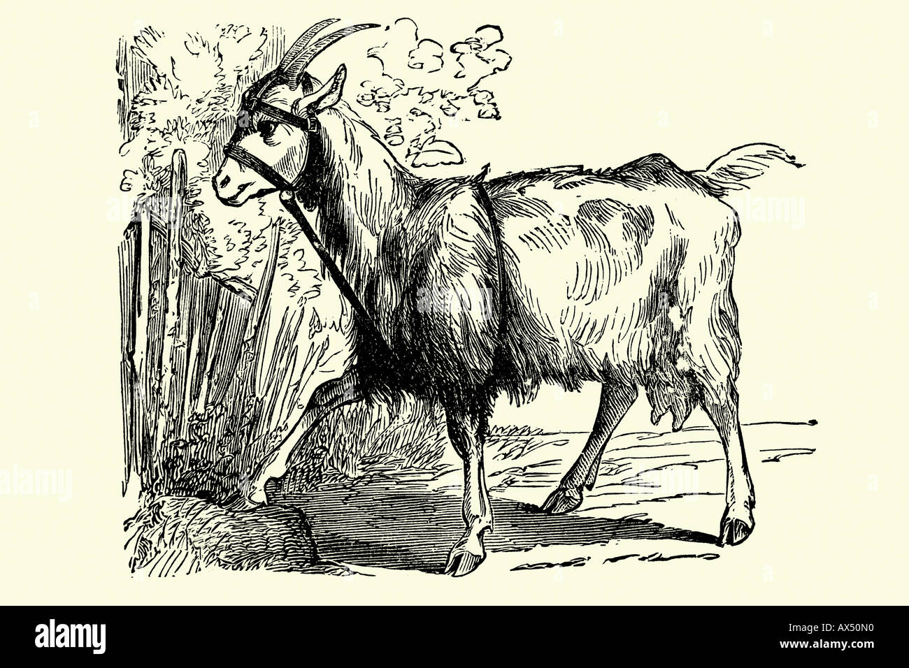 Goat. Antique illustration. 1900 Stock Photo - Alamy