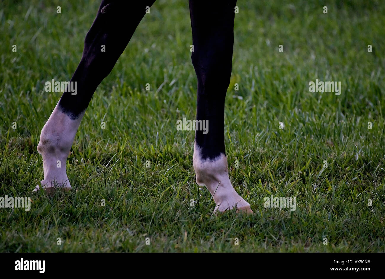 Horse legs racing hi-res stock photography and images - Alamy