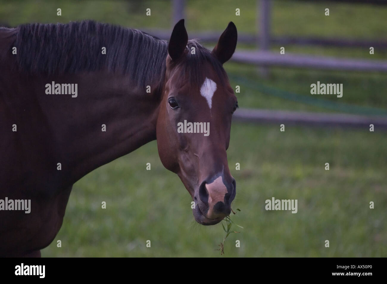 Throughbred portrait hi-res stock photography and images - Alamy