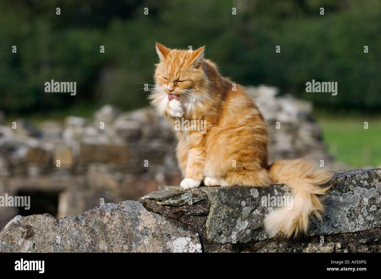 Large Orange Tabby Cat Grooming Itself on Stone Wall of the Ruins of ...