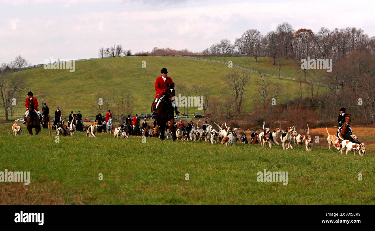 "Thanksgiving Day Fox Hunt Stock Photo - Alamy