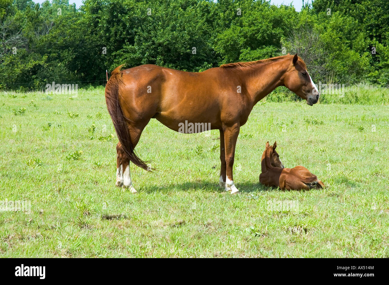 Baby Quarter Horse Foals