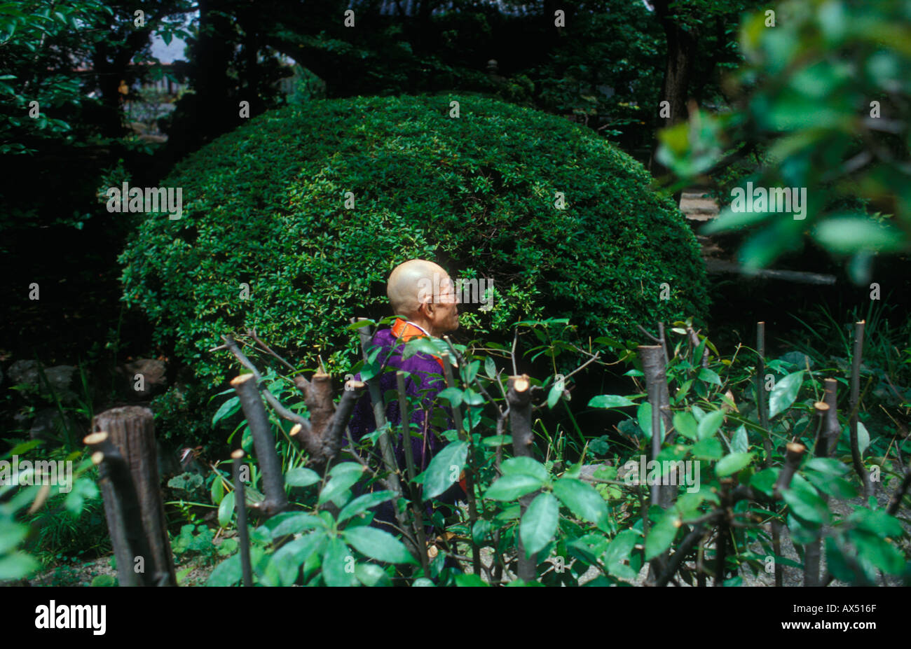 A monk with a shaved head walks past a shaved bush a Japanese garden at ...