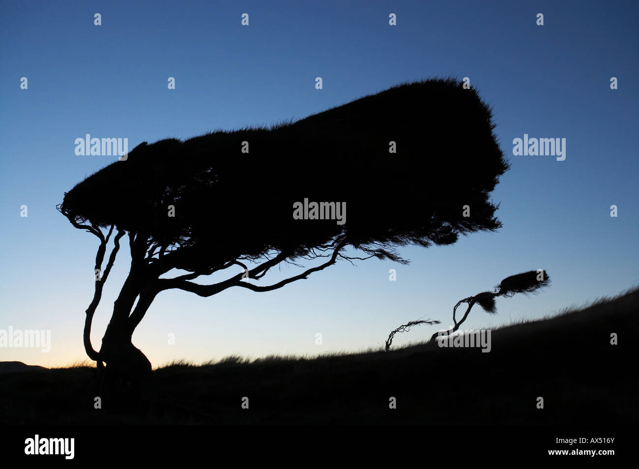 Wind blown Trees Sandymount Otago Peninsula near Dunedin South Island ...