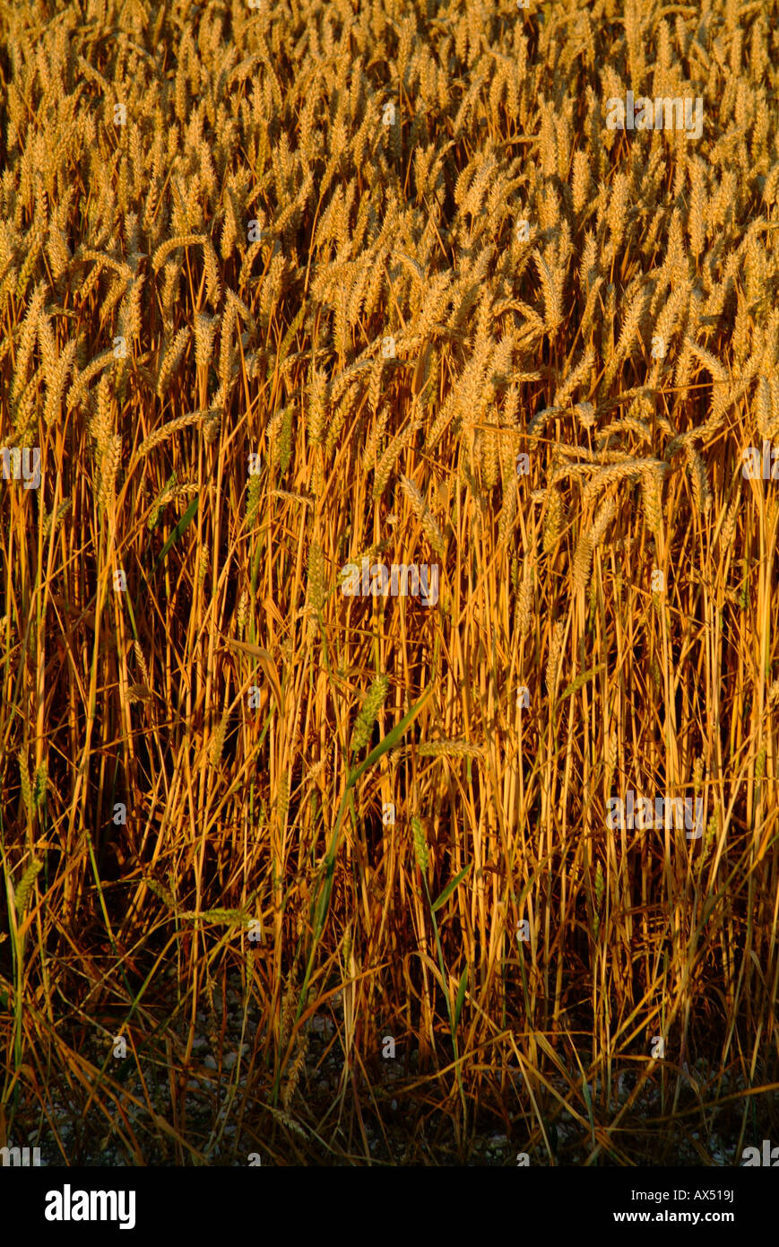 Corn field in Surrey on a summer morning sun Stock Photo - Alamy