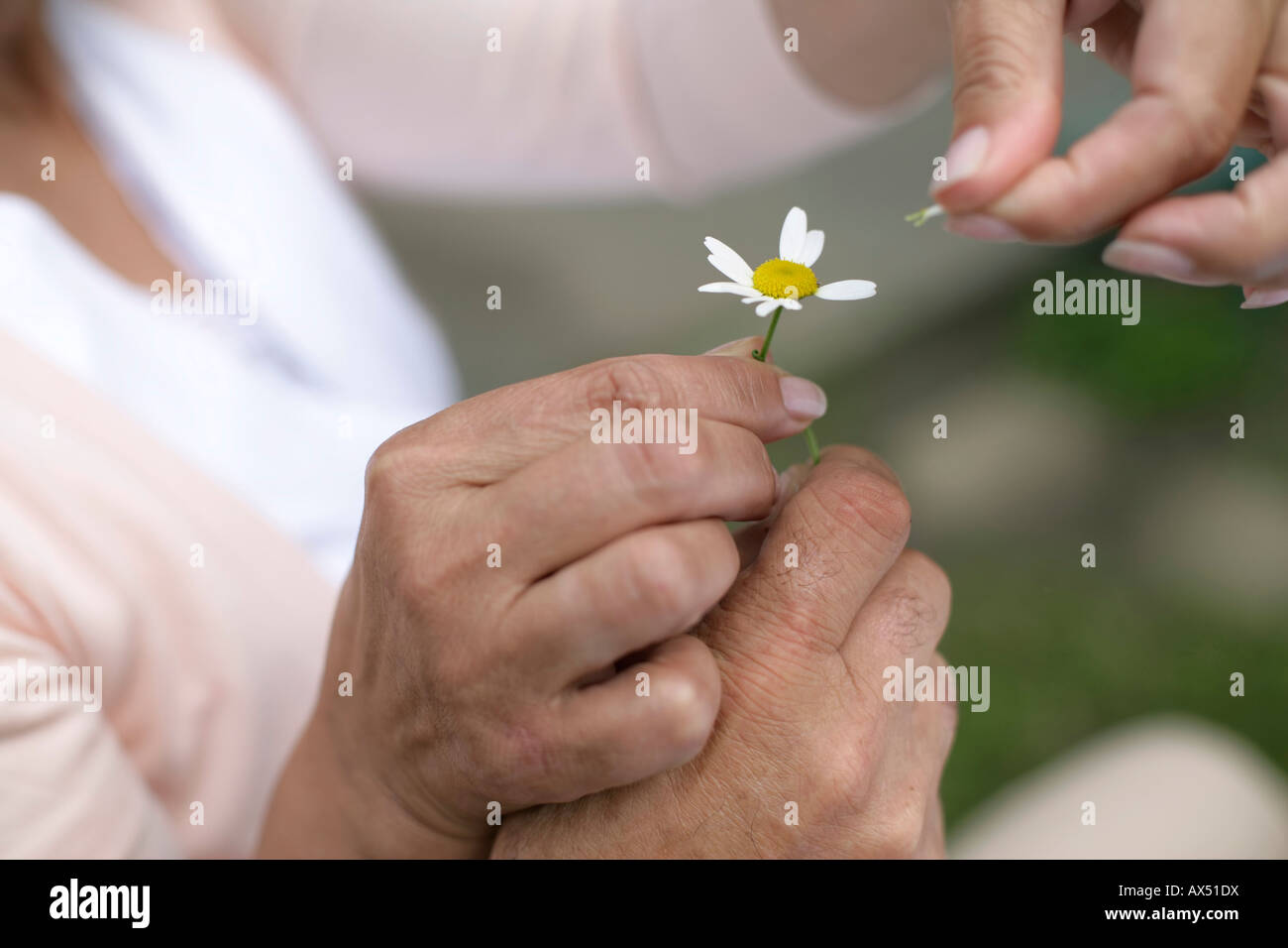 Plucking petals hi-res stock photography and images - Alamy