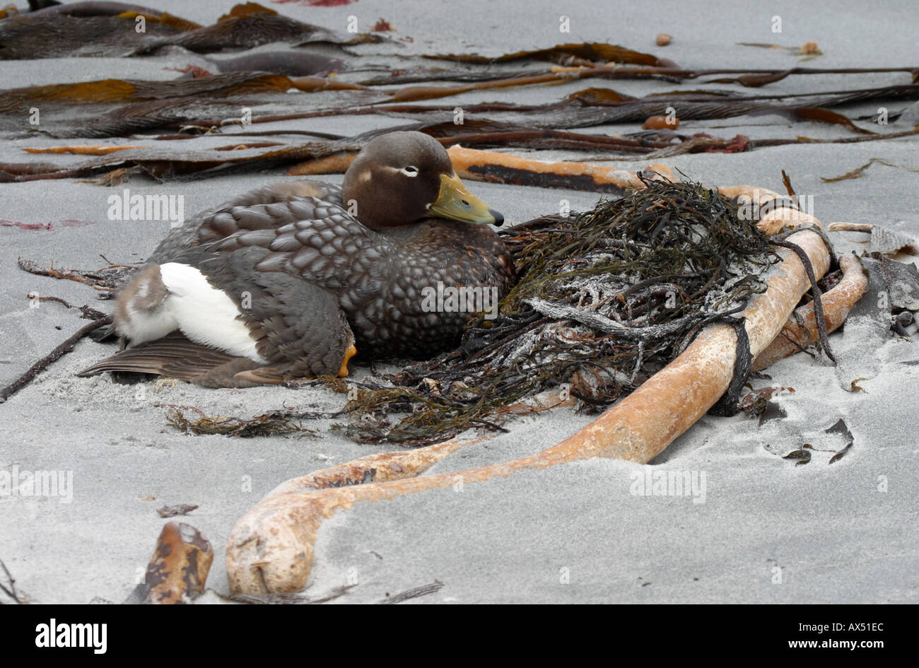Falkland Flightless Steamer Duck female with Duckling Tachyeres ...