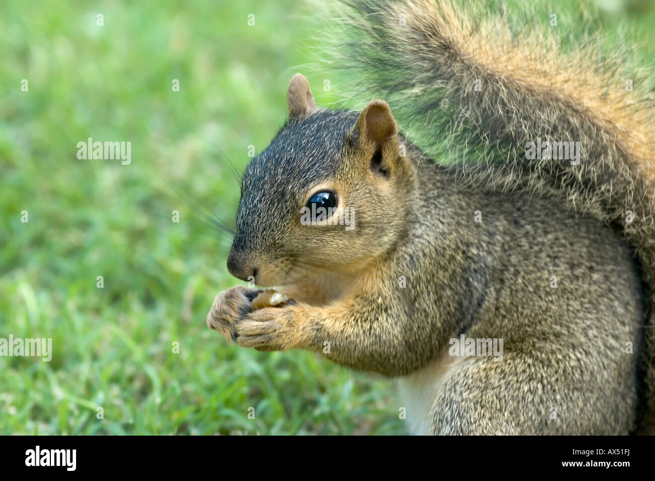 A Fox Squirrel or Eastern Fox squirrel or Bryant’s squirrel, Sciurus ...