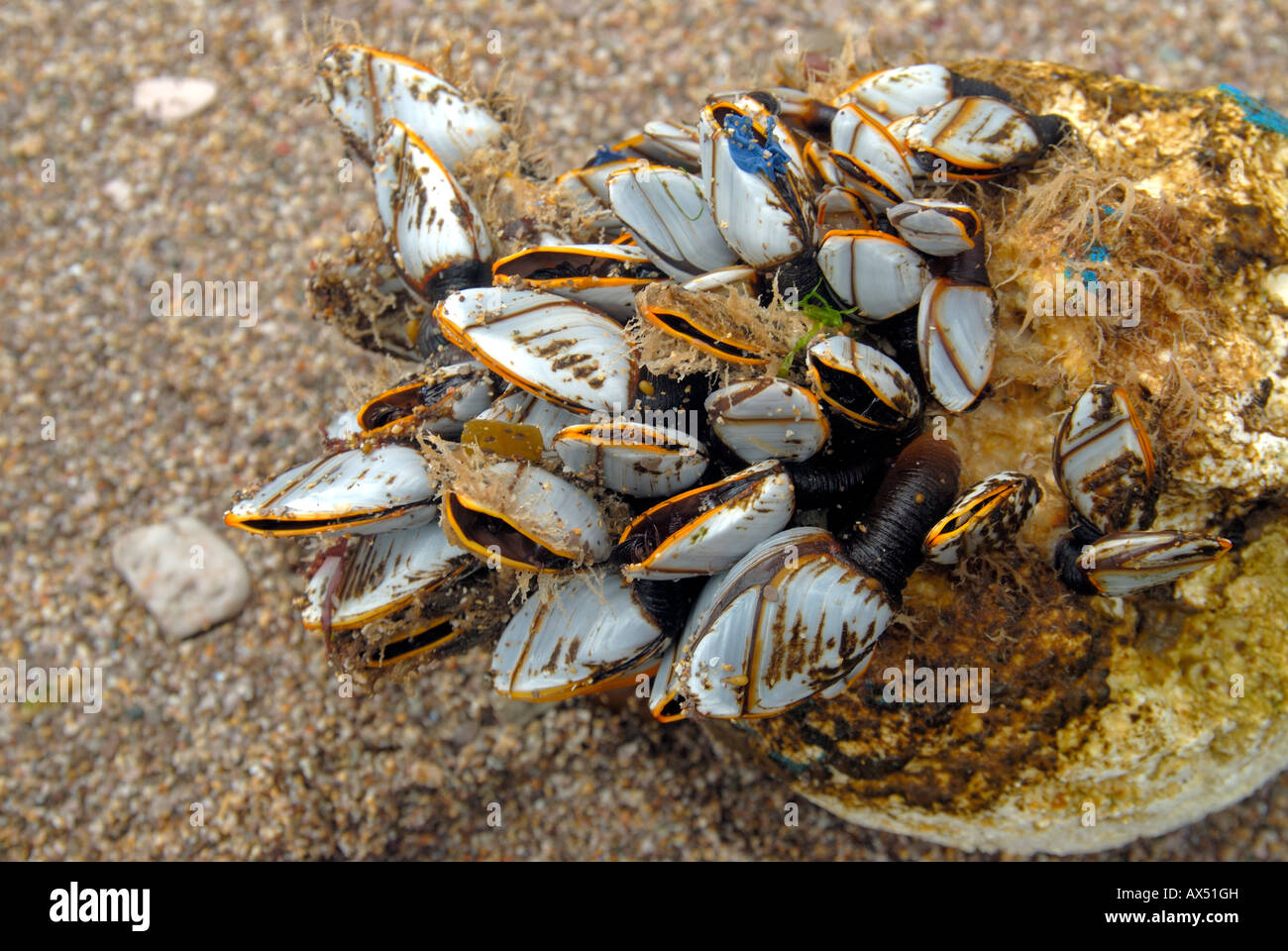 Cluster of Cornish mussels growing on beach Cornwall UK Stock Photo - Alamy