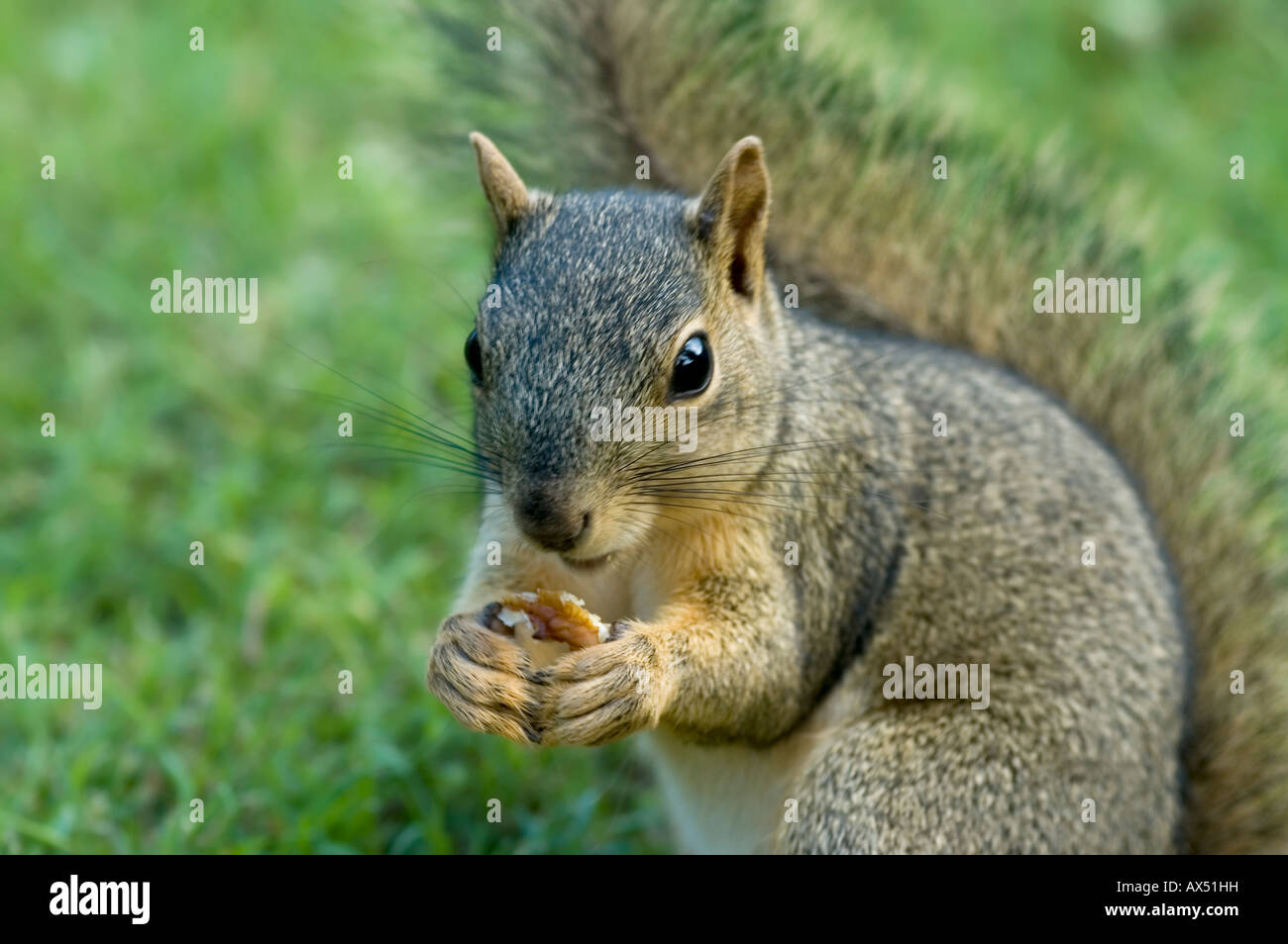 Pecan tree pests hi-res stock photography and images - Alamy