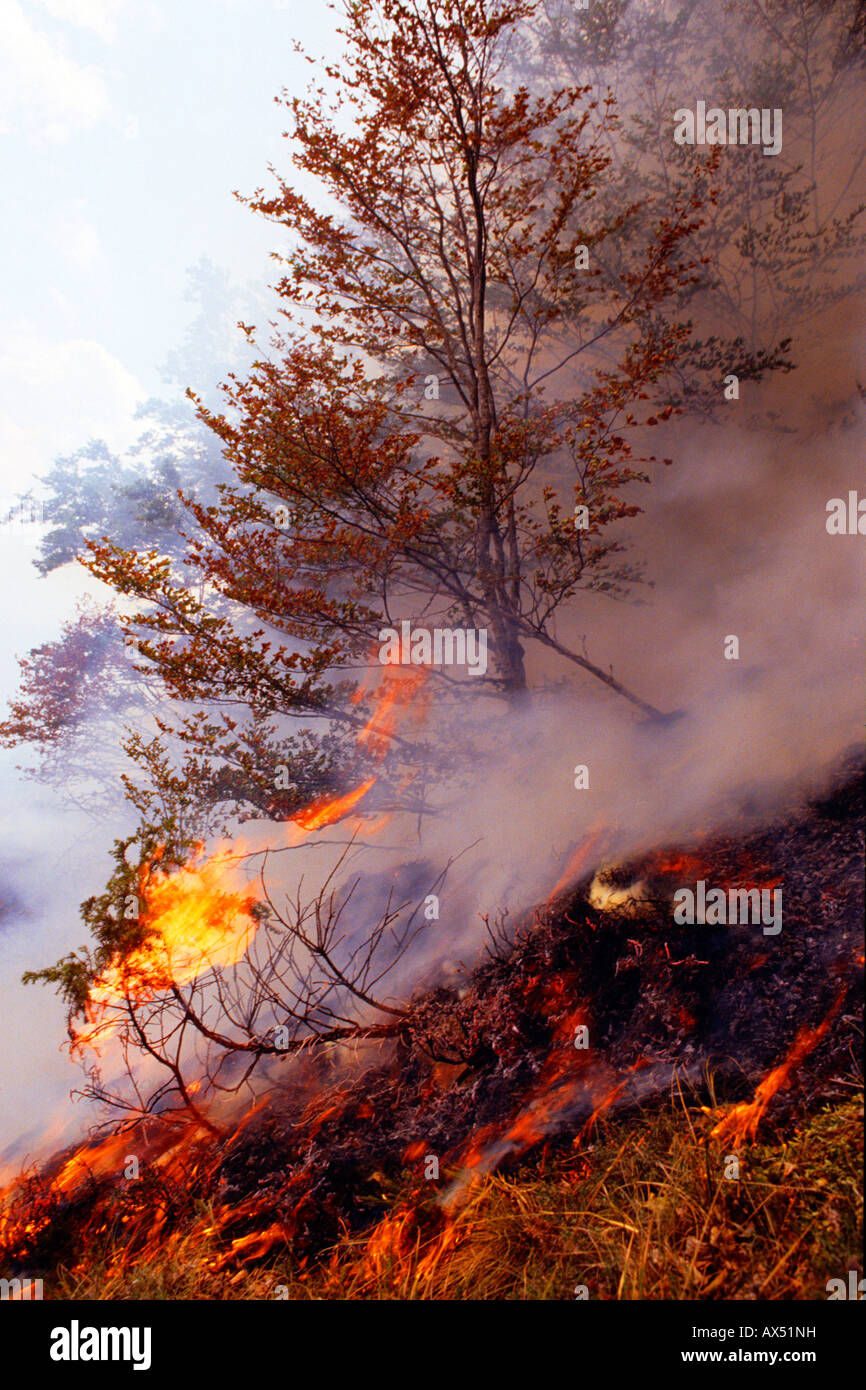 A forest fire in Italy Stock Photo - Alamy