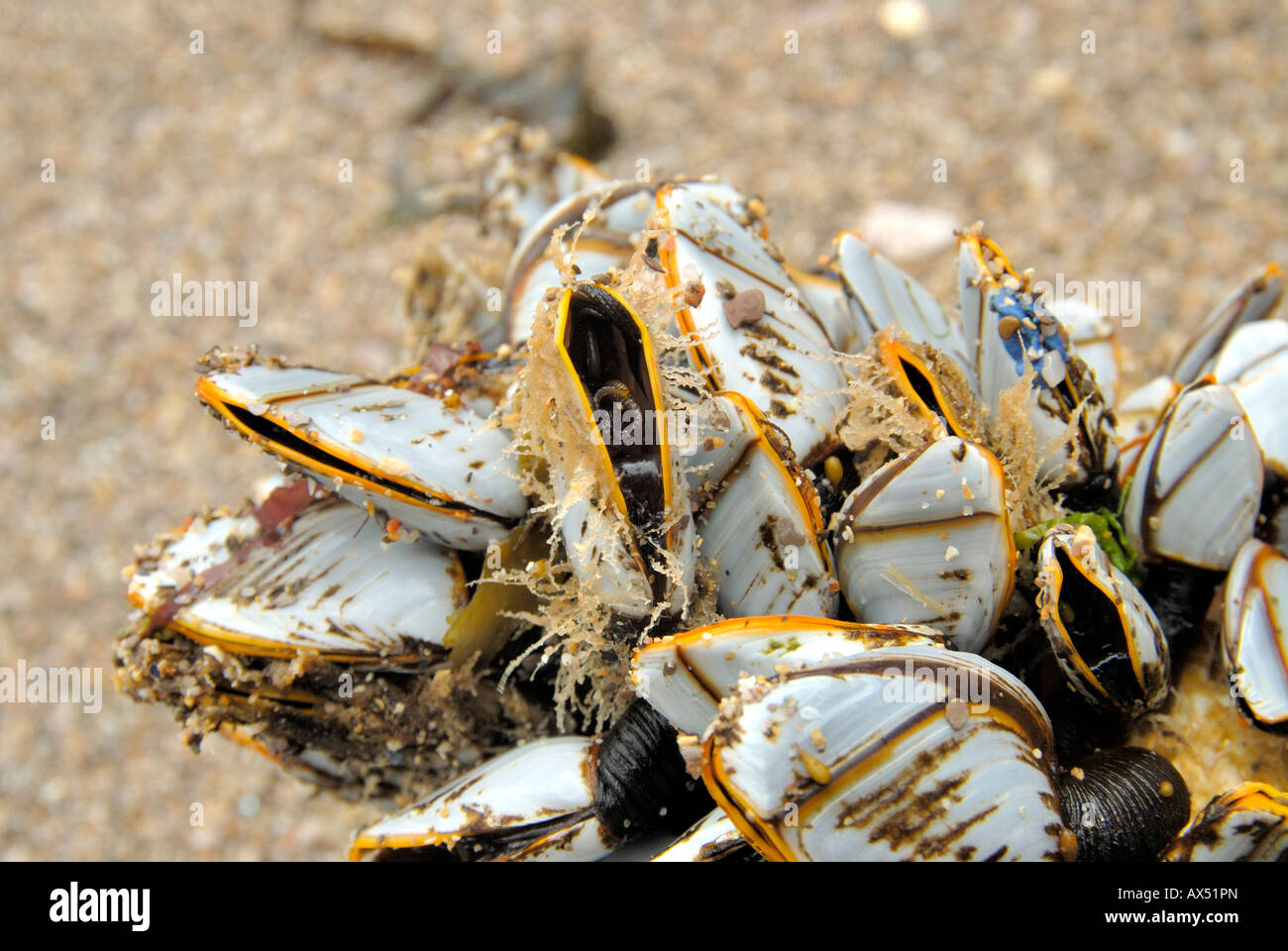 Cluster of Cornish mussels growing on beach Cornwall UK Stock Photo - Alamy