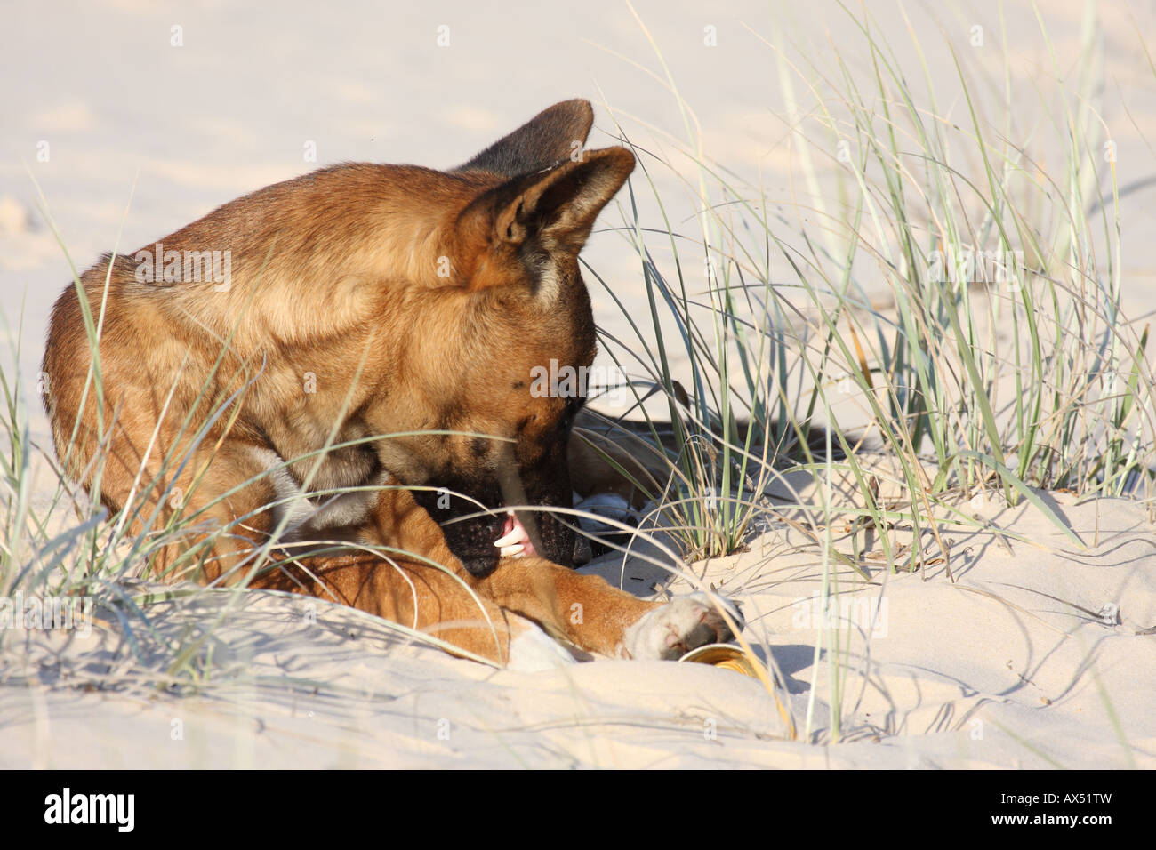 Dingo, canis lupus dingo, single pure-bred adult on a sand dune biting ...