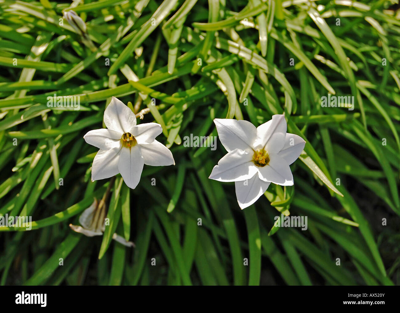 Uniflorum white star hi-res stock photography and images - Alamy