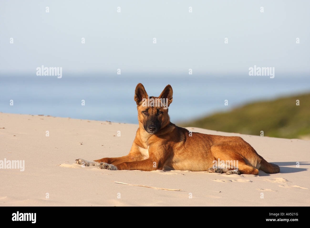 Dingo, canis lupus dingo, single pure-bred adult resting on a sand dune ...