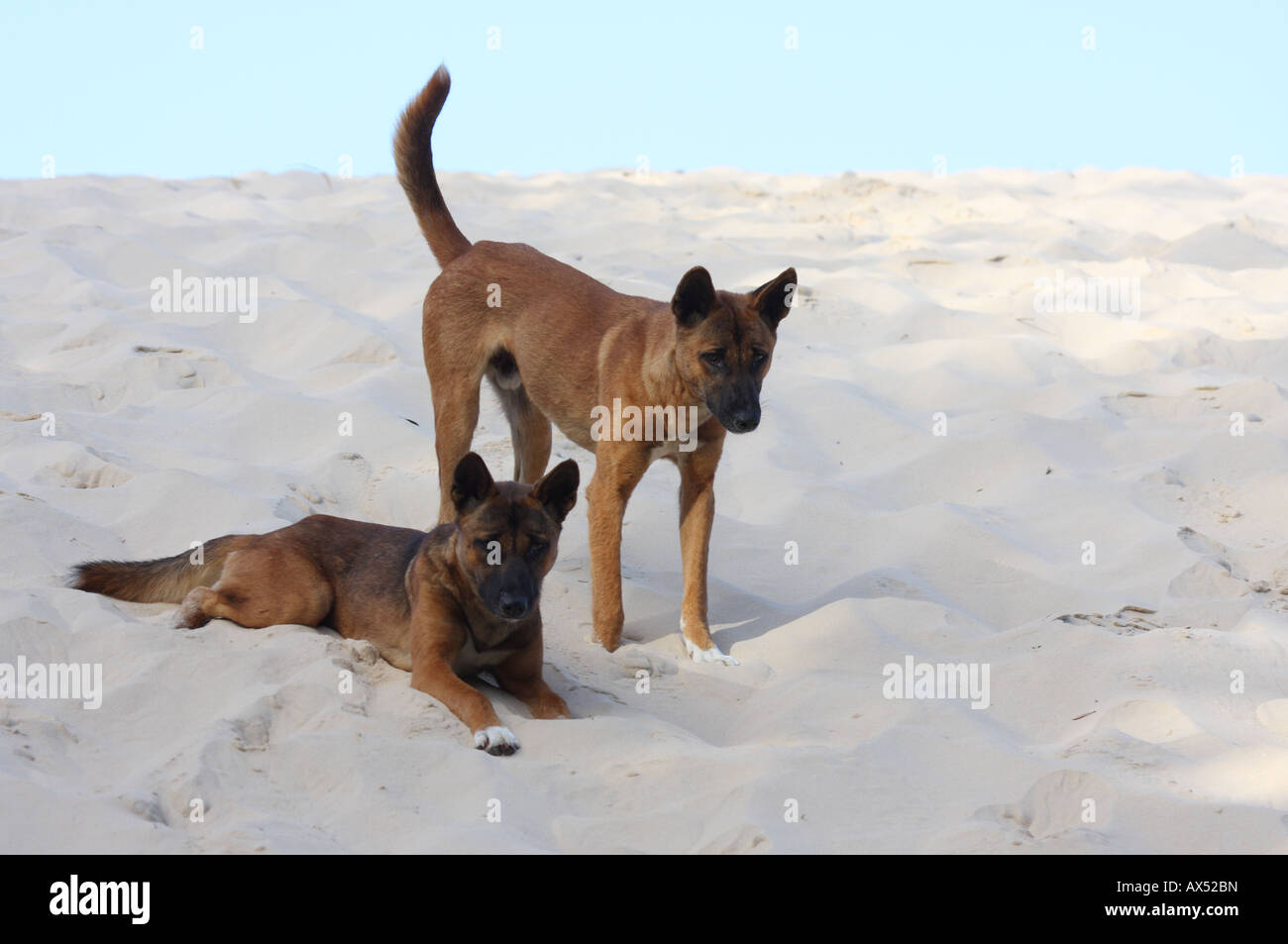 Dingo, canis lupus dingo, two pure-bred adults on a sand dune Stock ...