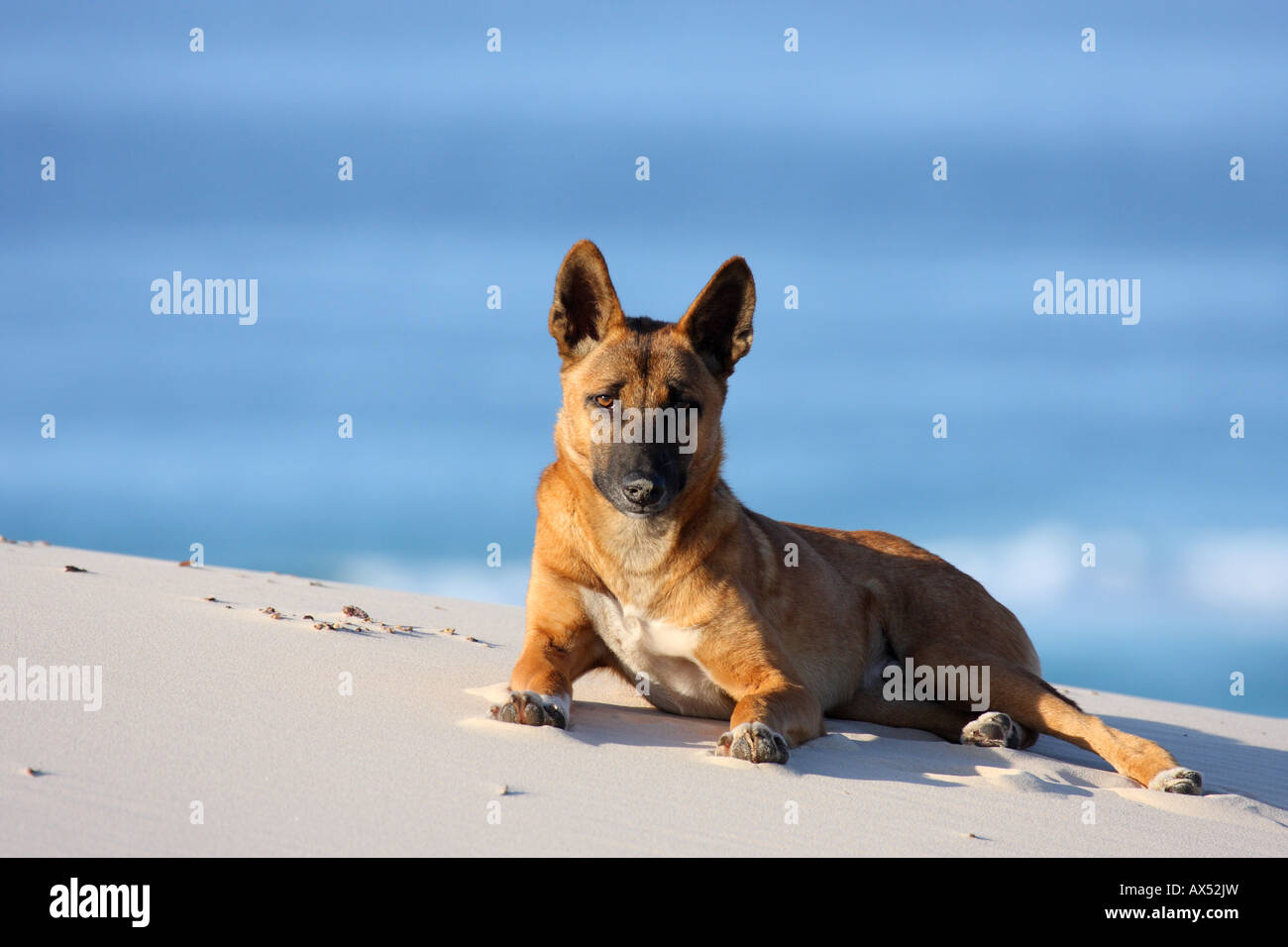 Dingo, canis lupus dingo, single pure-bred adult on a sand dune Stock ...