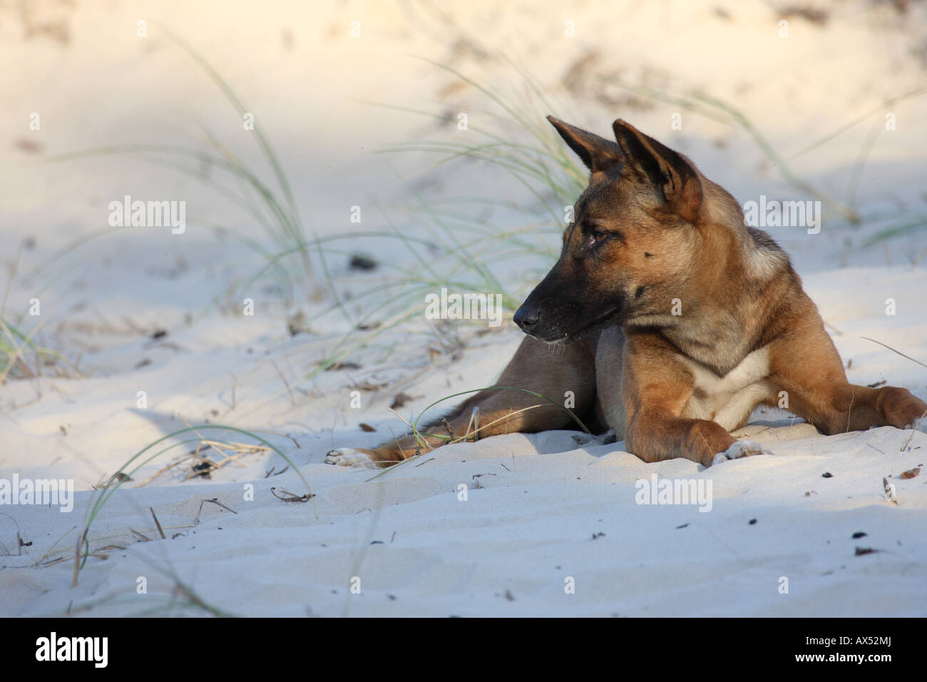 Dingo, canis lupus dingo, single pure-bred adult on a sand dune Stock ...