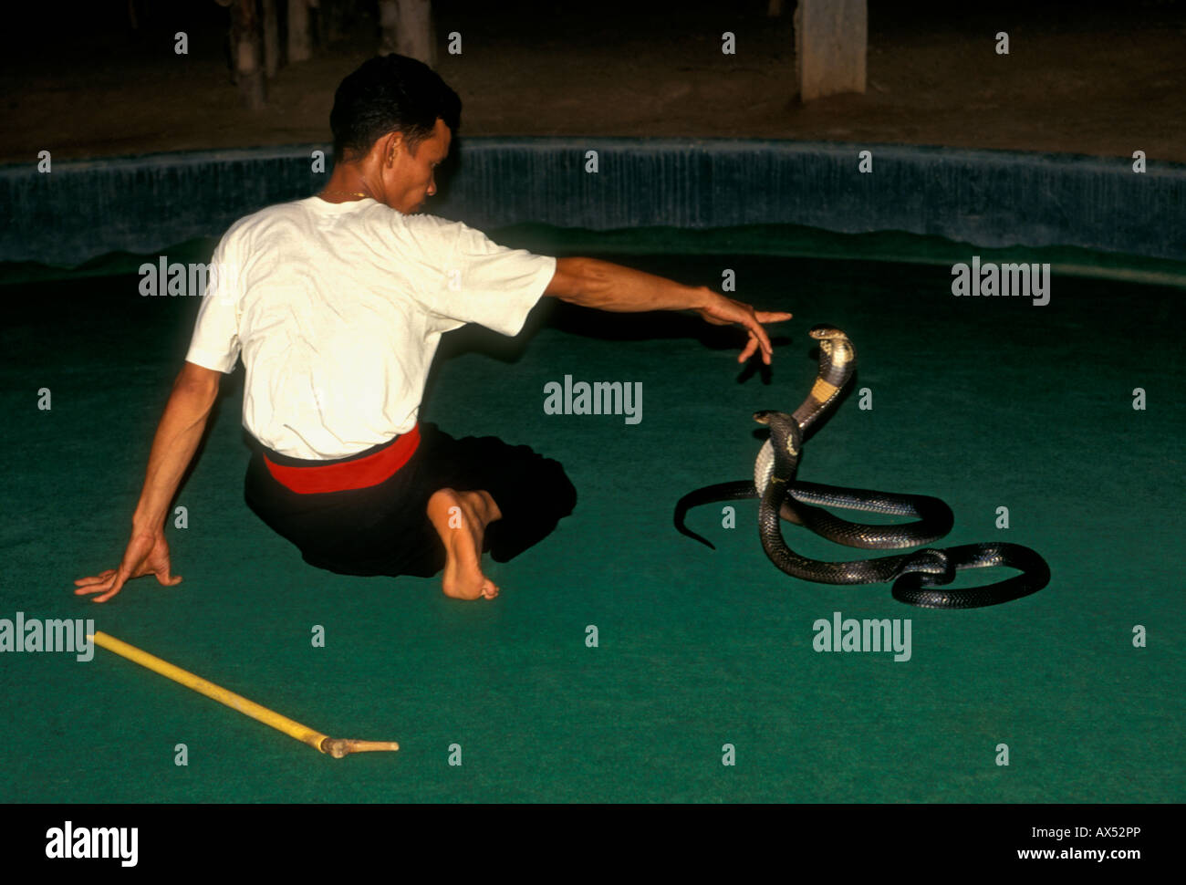 Thai man, snake handler, snake charmer, snake, snakes, Mae Sa Snake ...