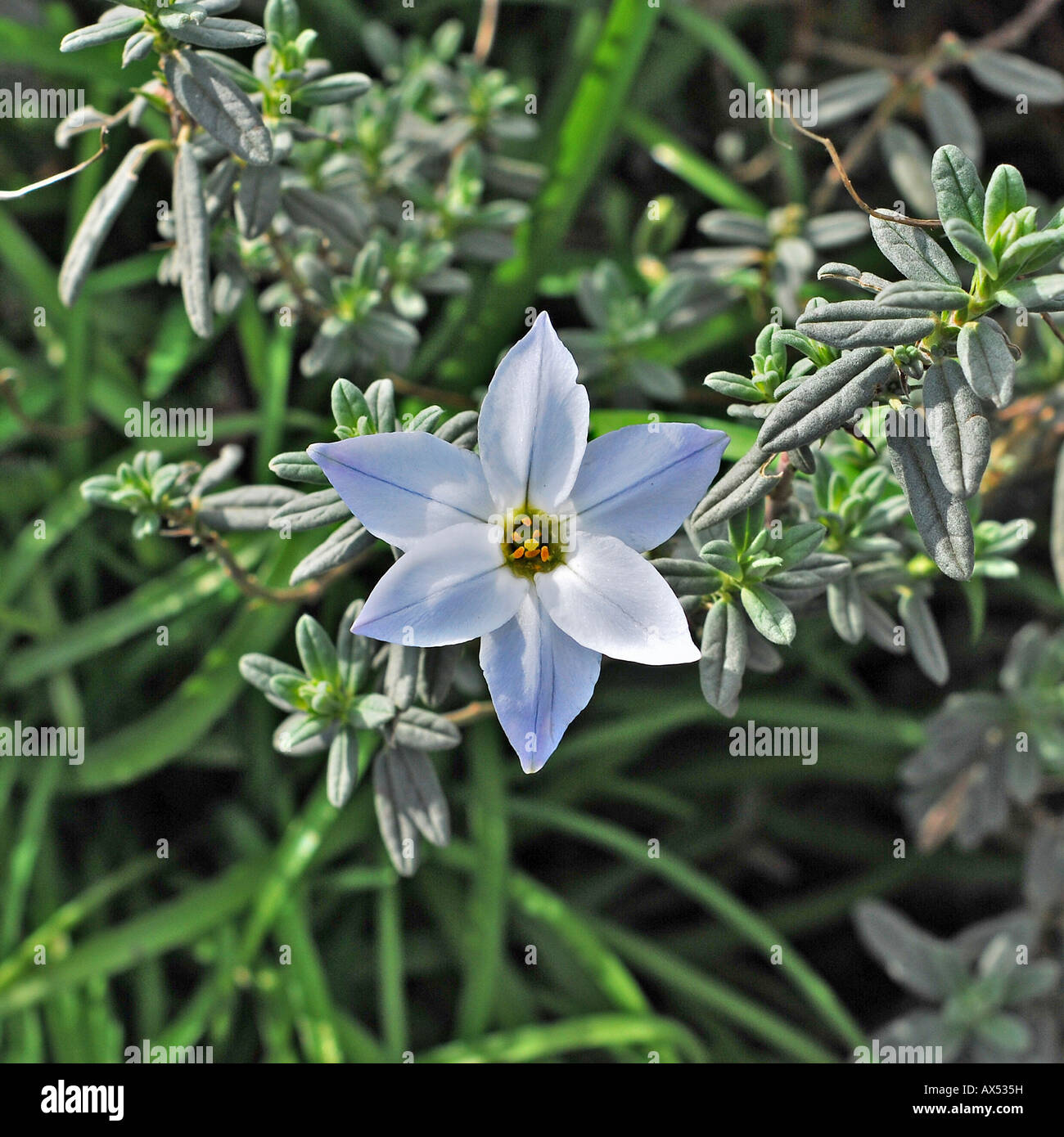 Uniflorum white star hi-res stock photography and images - Alamy