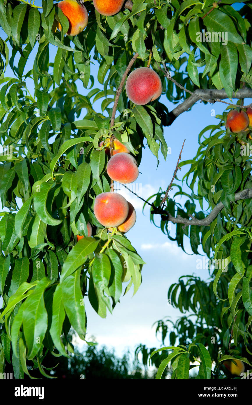 nectarines at a tree Stock Photo - Alamy