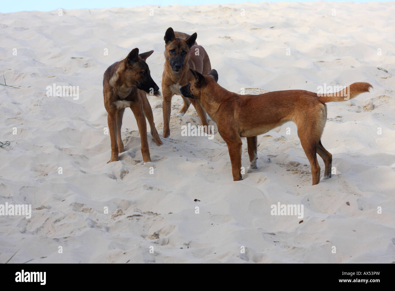 Dingo, canis lupus dingo, three pure-bred adults ready to play-fight on ...