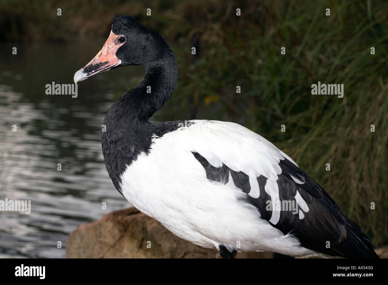 Pied/Magpie/Semi-palmated Goose - Anseranas semipalmata-Family ...