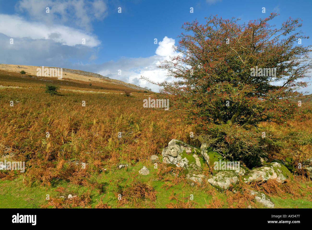 Belstone Common. Dartmoor National Park Stock Photo - Alamy