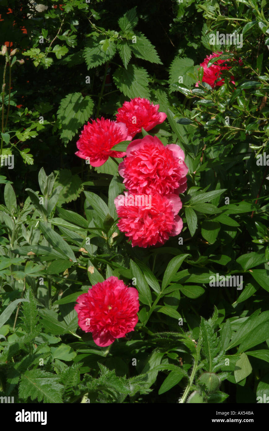 Peonies in full bloom hi-res stock photography and images - Alamy