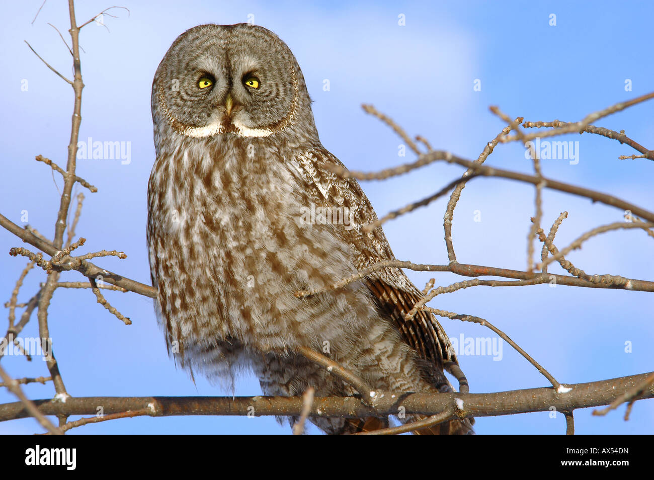 A Great Grey Owl observes the area from a tree branch Stock Photo - Alamy