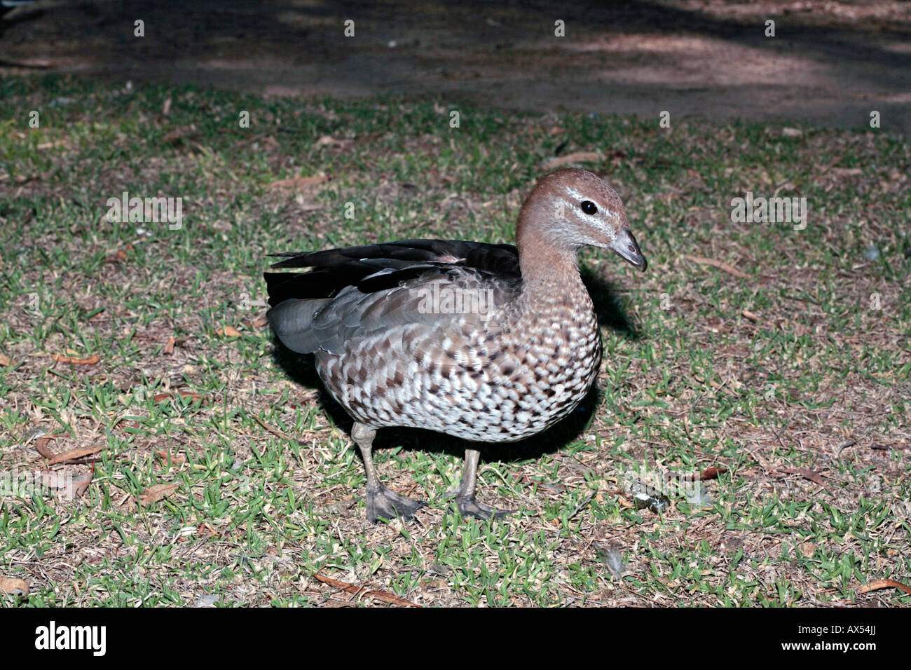 Maned Goose Female- Chenonetta jubata-Family Anatidae Stock Photo - Alamy