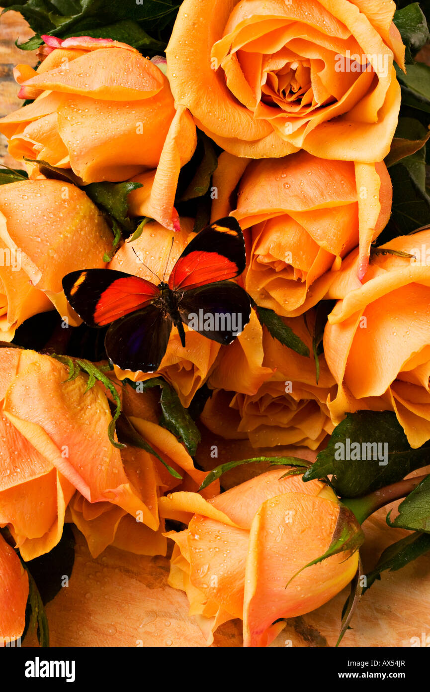 Yellow roses and red and black butterfly Stock Photo - Alamy