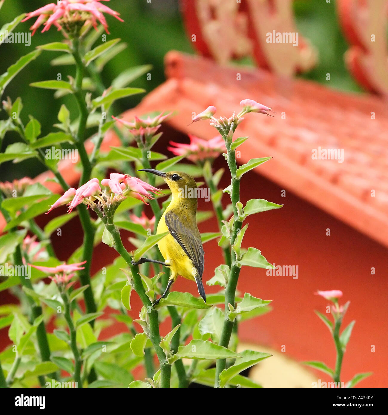 Melaka malaysia bird hi-res stock photography and images - Alamy