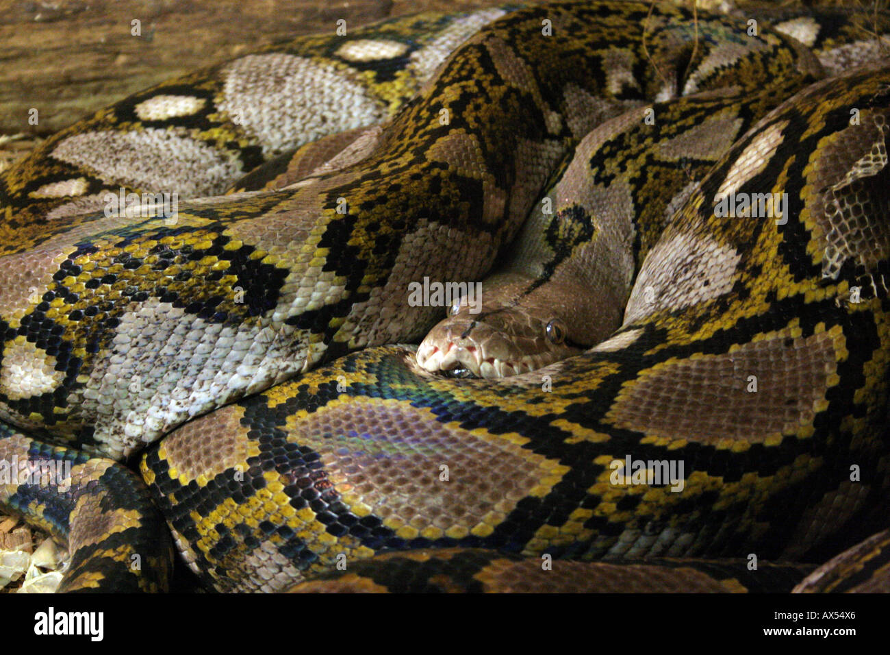 Snake skin, and patterns Stock Photo - Alamy