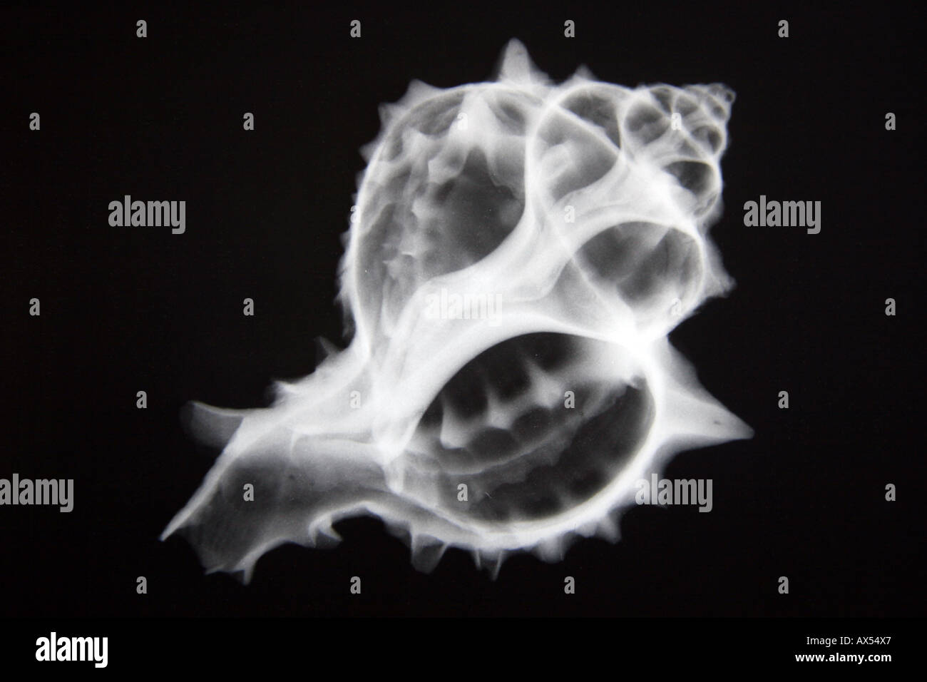 Shea shell hi-res stock photography and images - Alamy