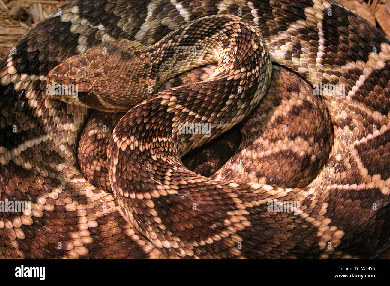 Diamond pattern snake hi-res stock photography and images - Alamy