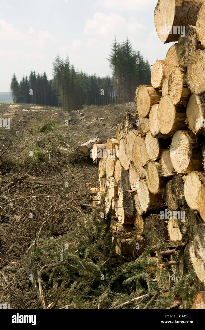 Timber Harvesting Carmarthenshire Wales Stock Photo - Alamy