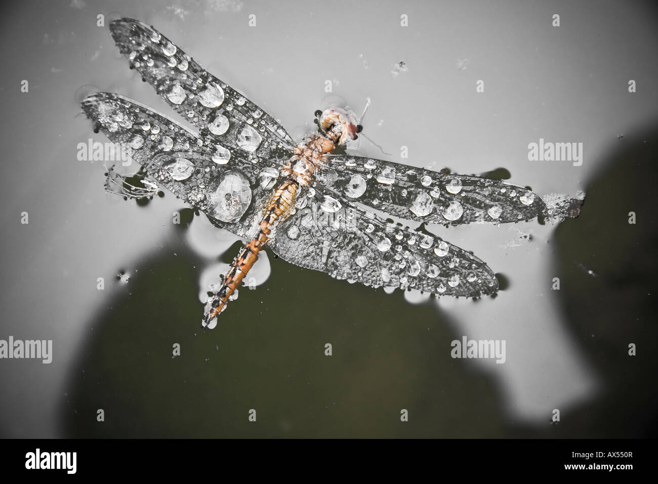 Dead dragon hi-res stock photography and images - Alamy