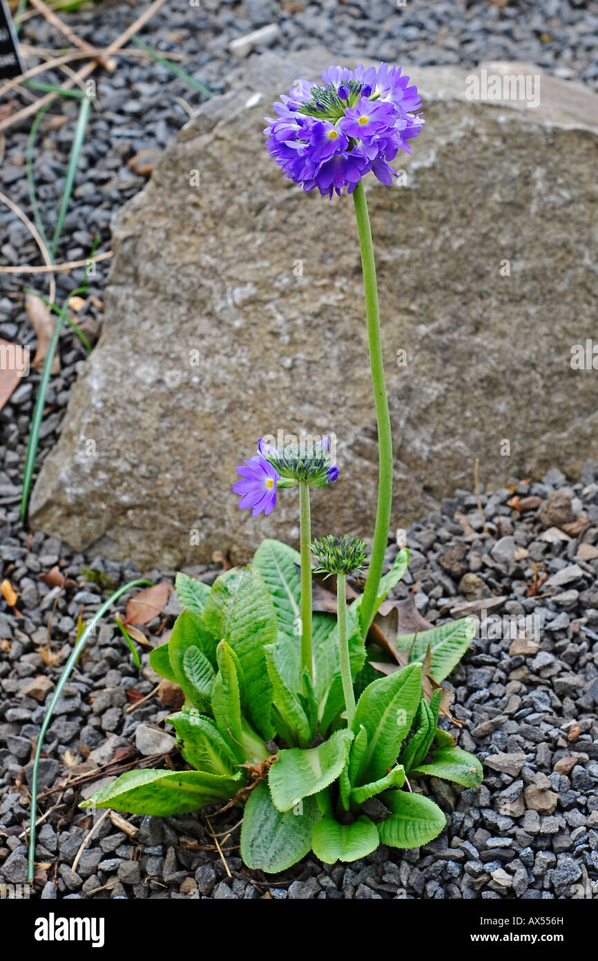 Drumstick primula blue hi-res stock photography and images - Alamy