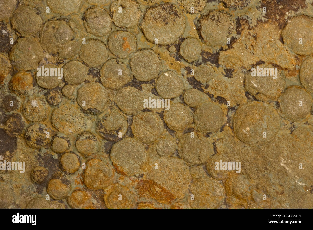 Fossil Jellyfish (Nemiana simplex) Ukraine - Vendian Age - Ediacaran ...