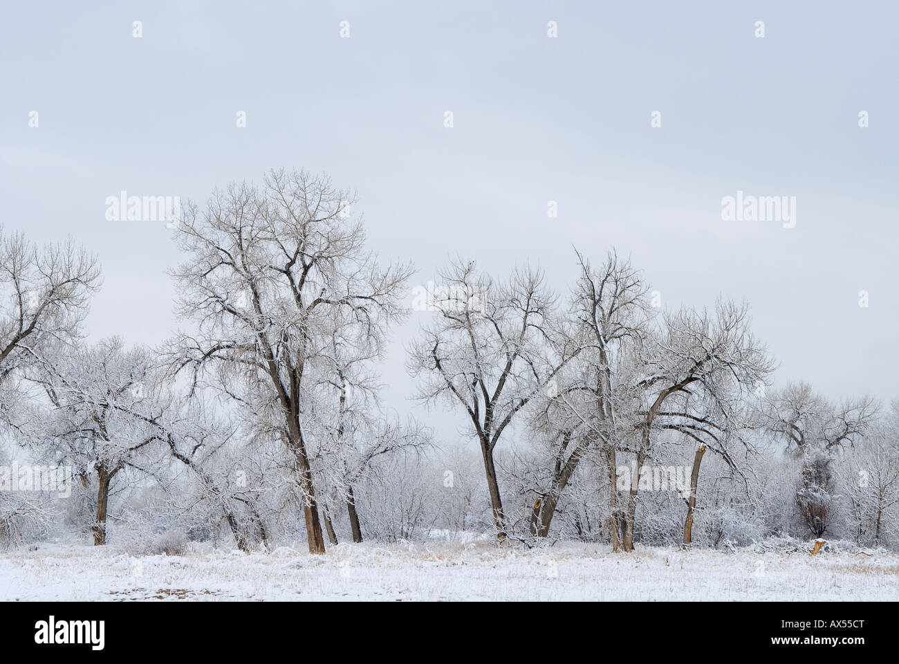 row of trees in winter covered with snow and ice Stock Photo - Alamy