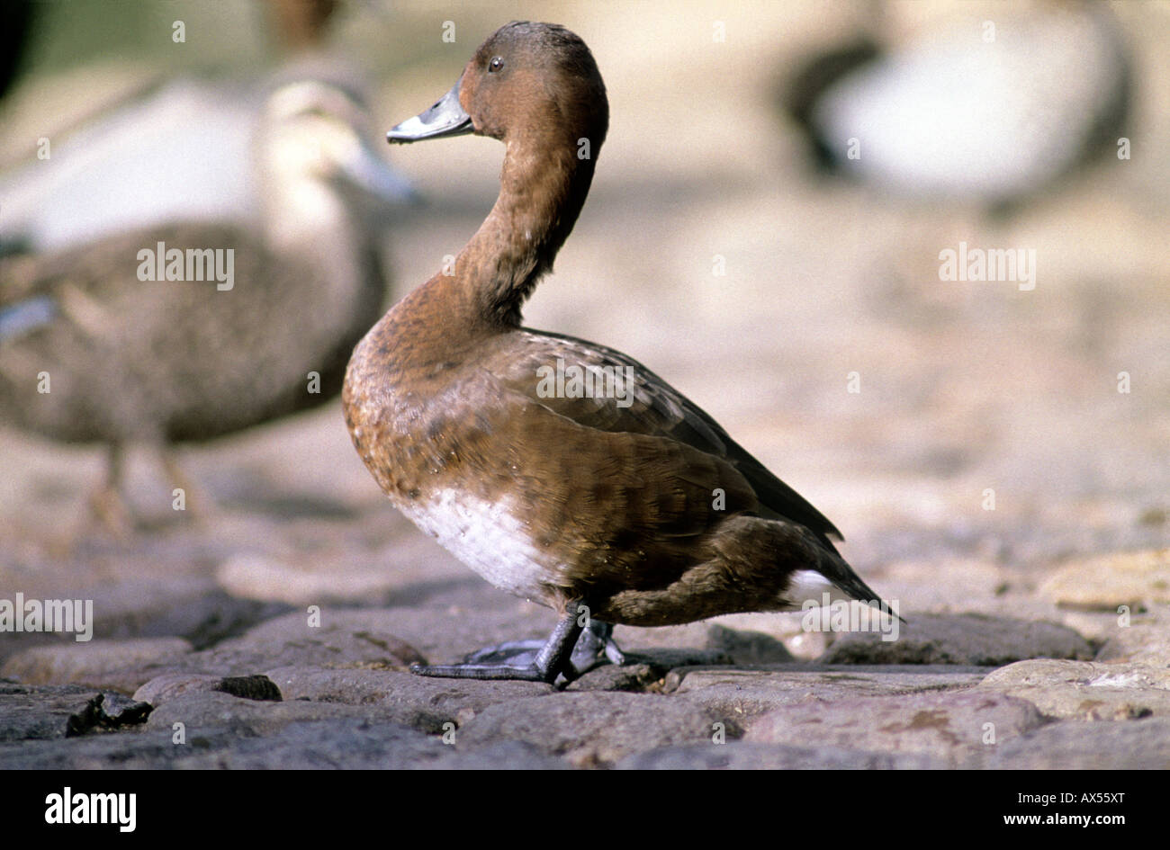 Australian White-eye Duck Female/Hardhead-Aythya australis australis ...