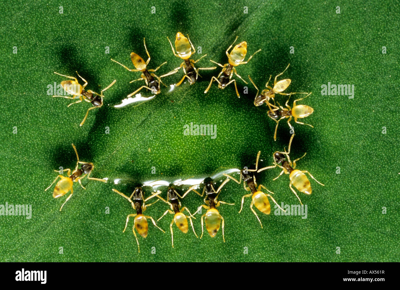 Ants feeding on a nectar drop Nicaragua Stock Photo - Alamy