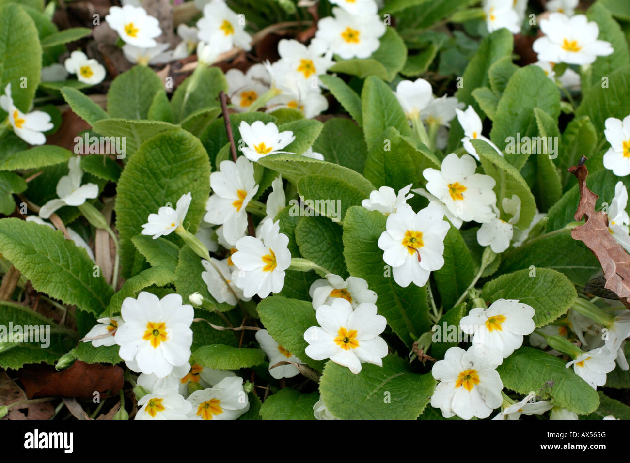 Cream primrose hi-res stock photography and images - Alamy
