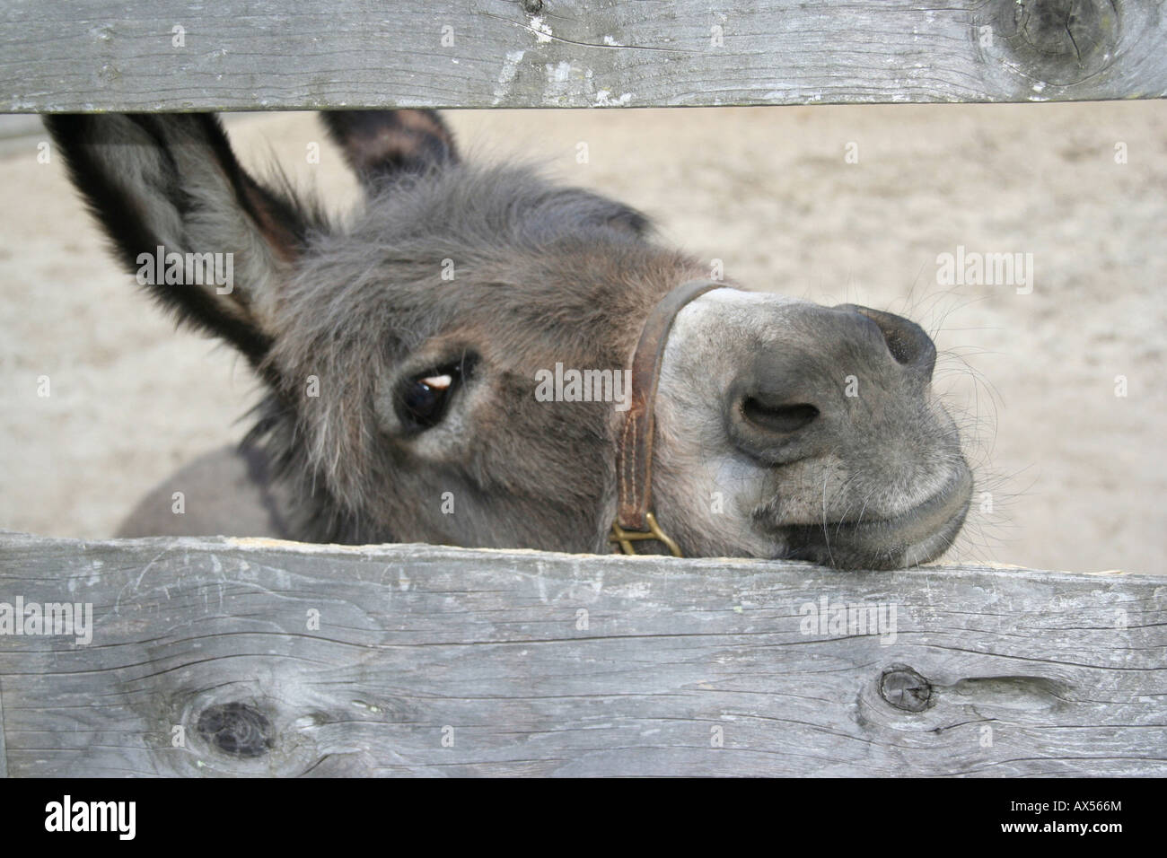 Ingrid the smiling donkey peeking out from a fence Stock Photo - Alamy