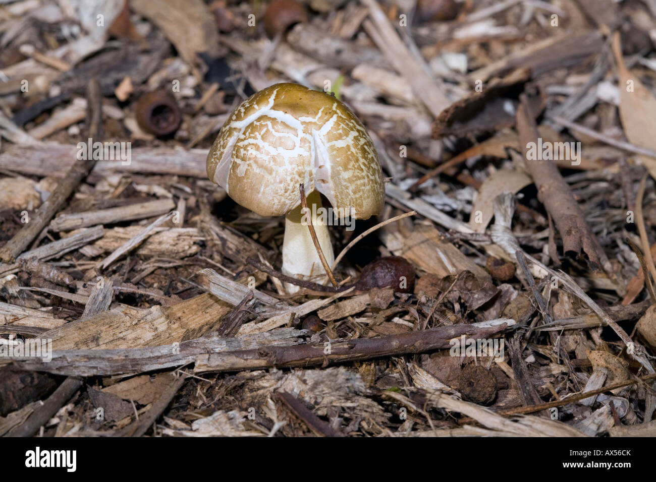 Yellow Stainer Fungus- Agaricus xanthodermus-Family Agaricaceae Stock ...