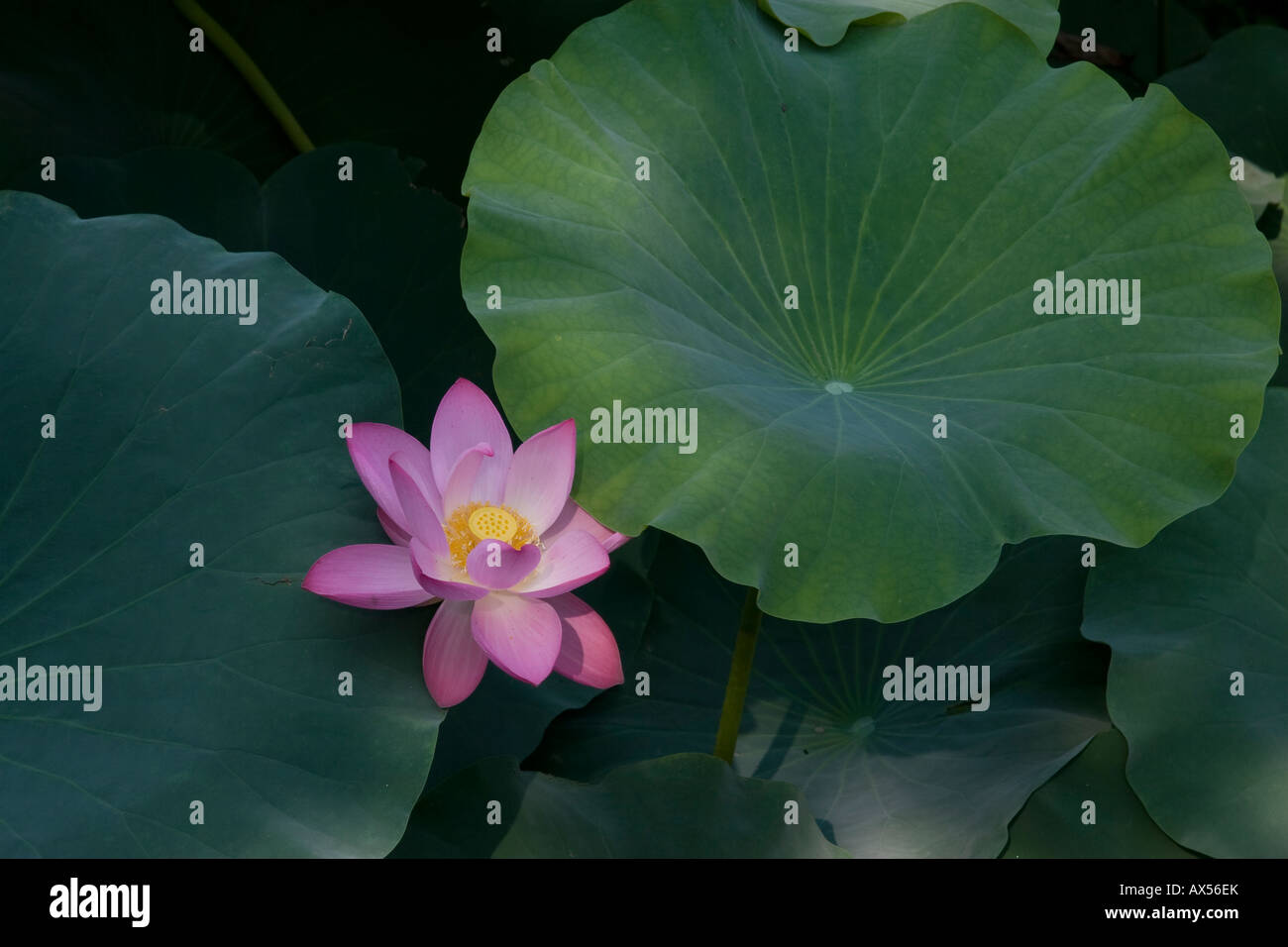 Chinese lotus flower hi-res stock photography and images - Alamy