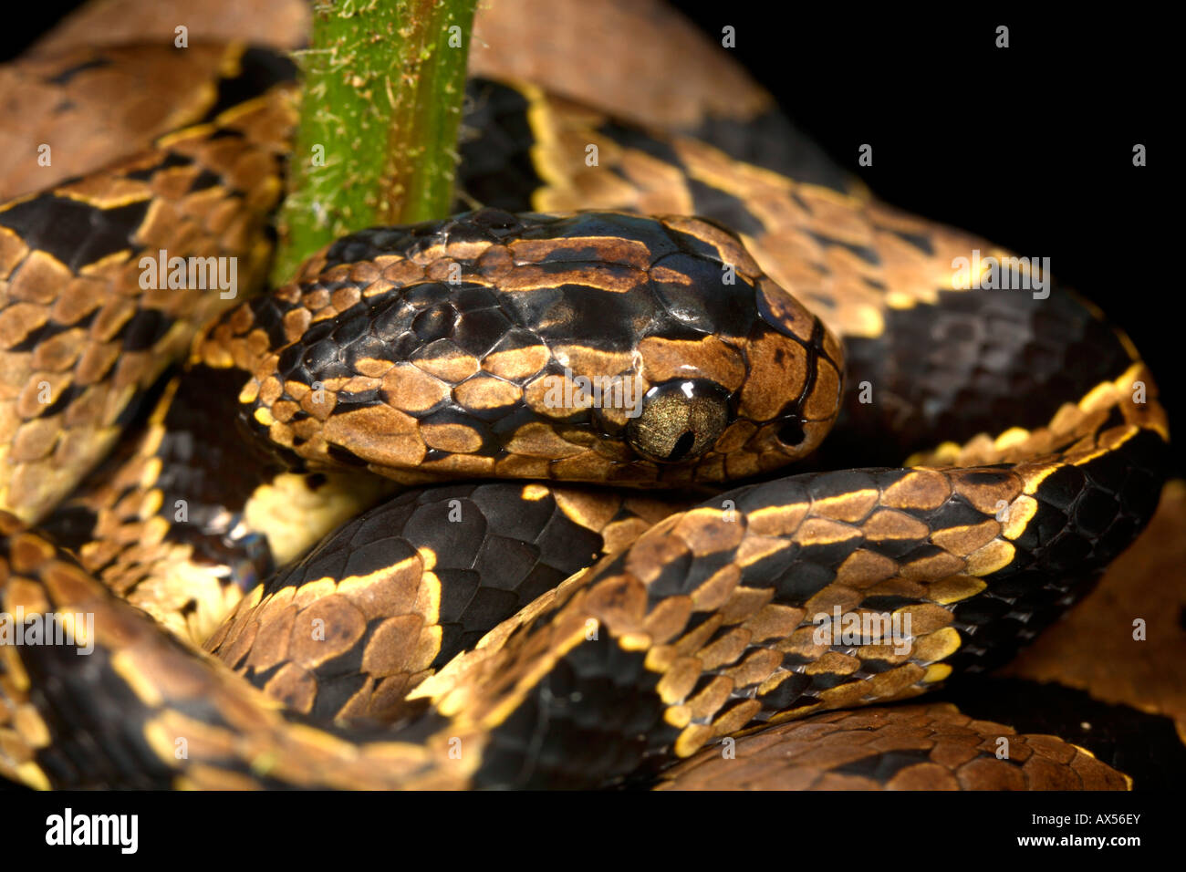Andean snail eating snake hi-res stock photography and images - Alamy